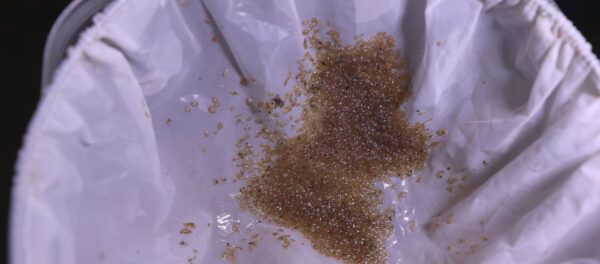 Daphnia Magna Live Food for Fish - GreenWaterFarm