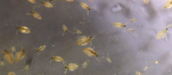 Moina macrocopa Eggs Live Fish Food for betta - GreenWaterFarm