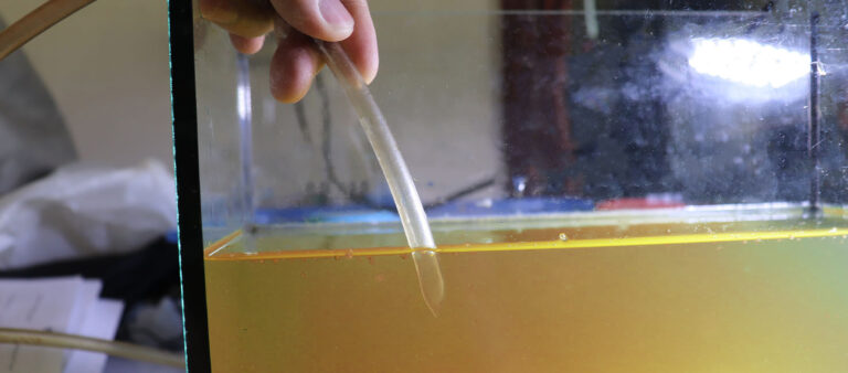 Moina macrocopa Eggs Live Fish Food for betta - GreenWaterFarm
