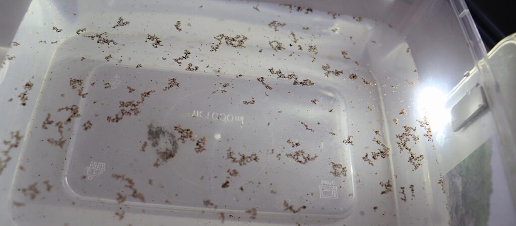 Moina macrocopa Eggs Live Fish Food for betta - GreenWaterFarm