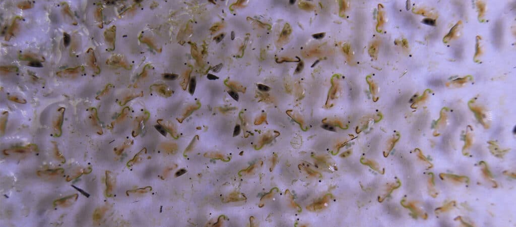 Daphnia Magna Live Food for Fish - GreenWaterFarm