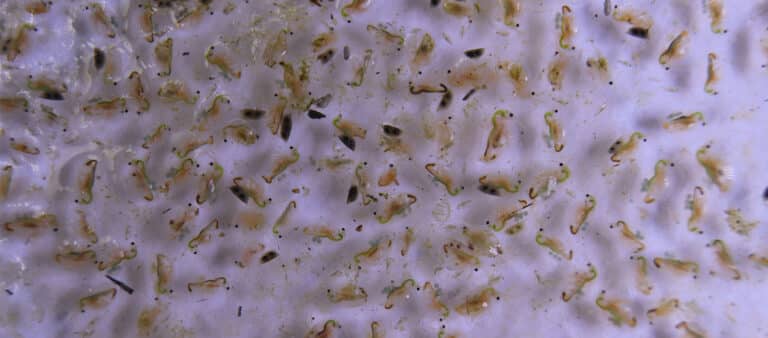 Daphnia Magna Live Food for Fish - GreenWaterFarm