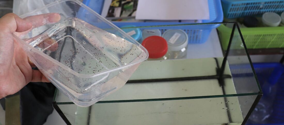 Moina macrocopa Eggs Live Fish Food for betta - GreenWaterFarm