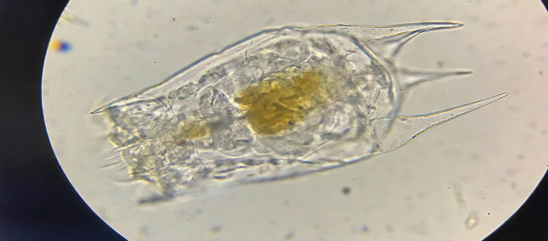 Rotifer Brachionus Calyciflorus Pallas Eggs - GreenWaterFarm