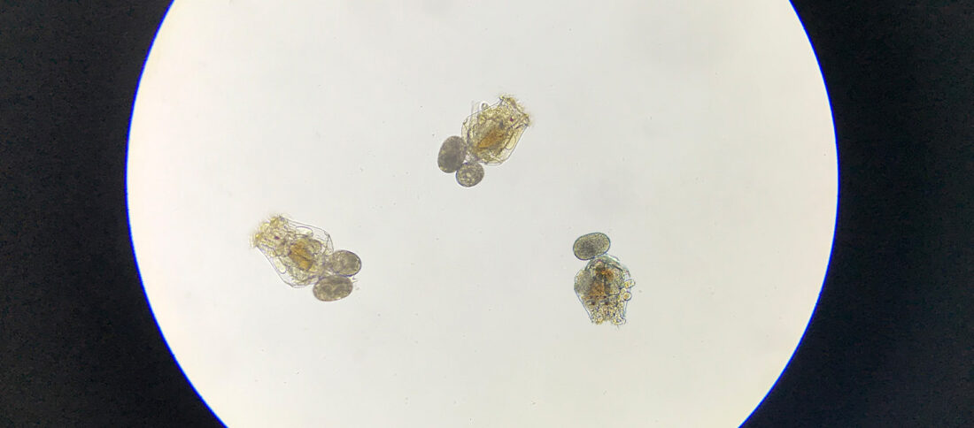 Rotifer Brachionus Calyciflorus Pallas Eggs - GreenWaterFarm
