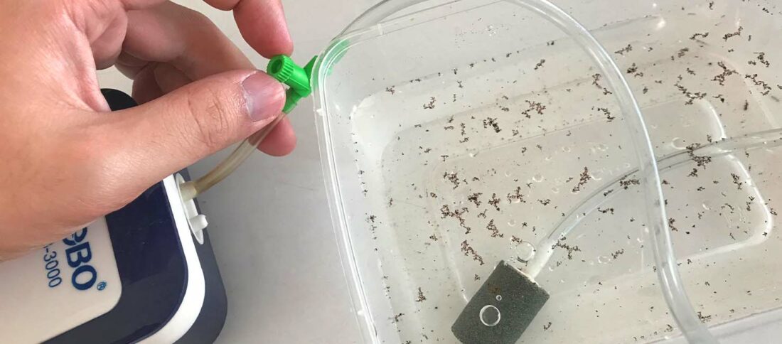 Moina macrocopa Eggs Live Fish Food for betta - GreenWaterFarm