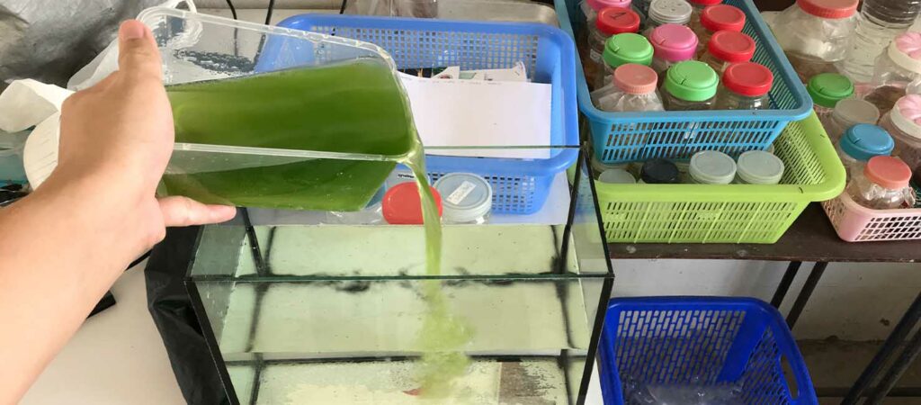 Moina macrocopa Eggs Live Fish Food for betta - GreenWaterFarm