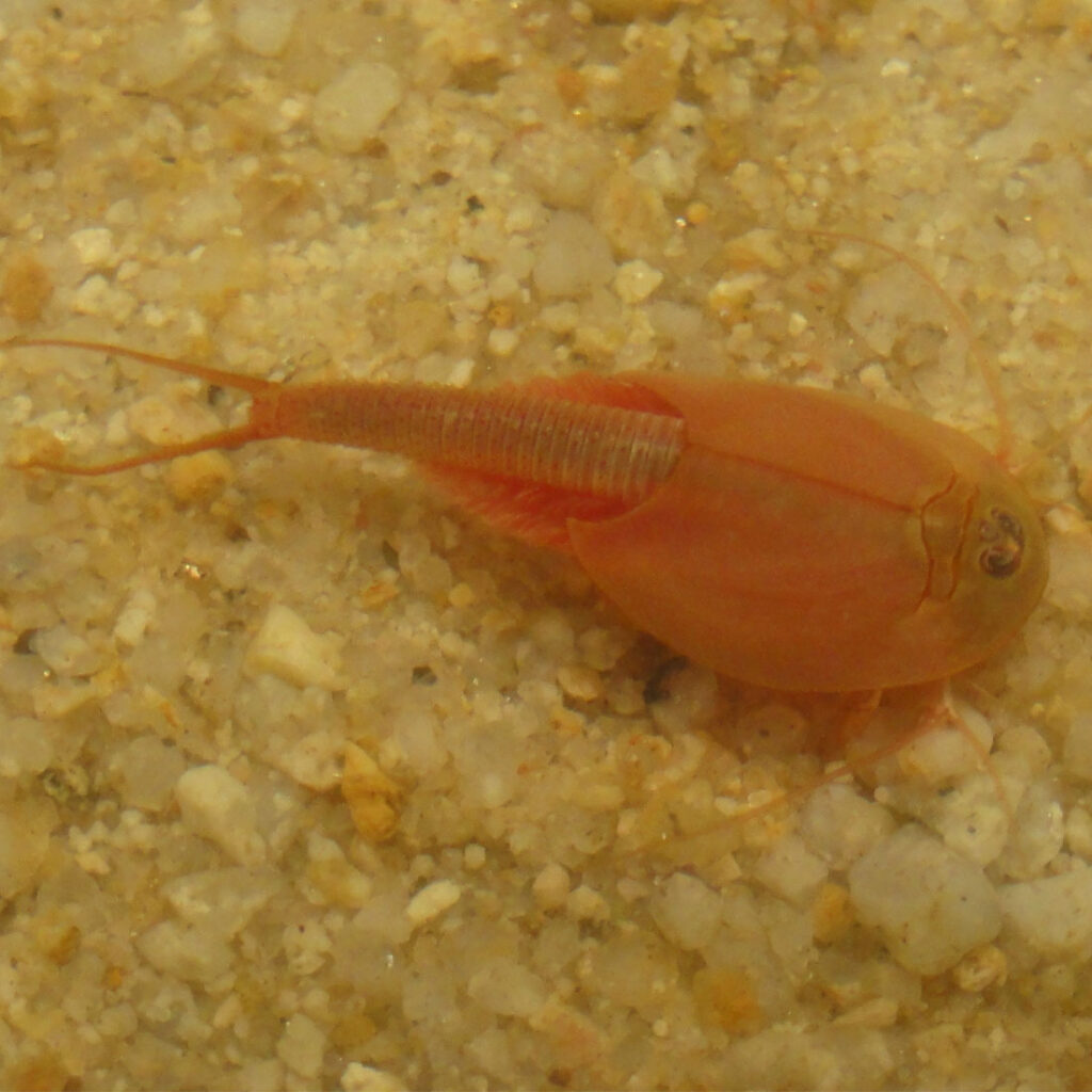 Triops Red Longicaudatus Eggs - GreenWaterFarm