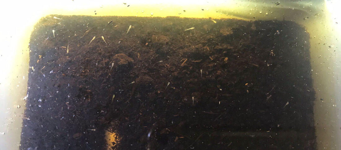 How to Hatch Killifish Eggs
