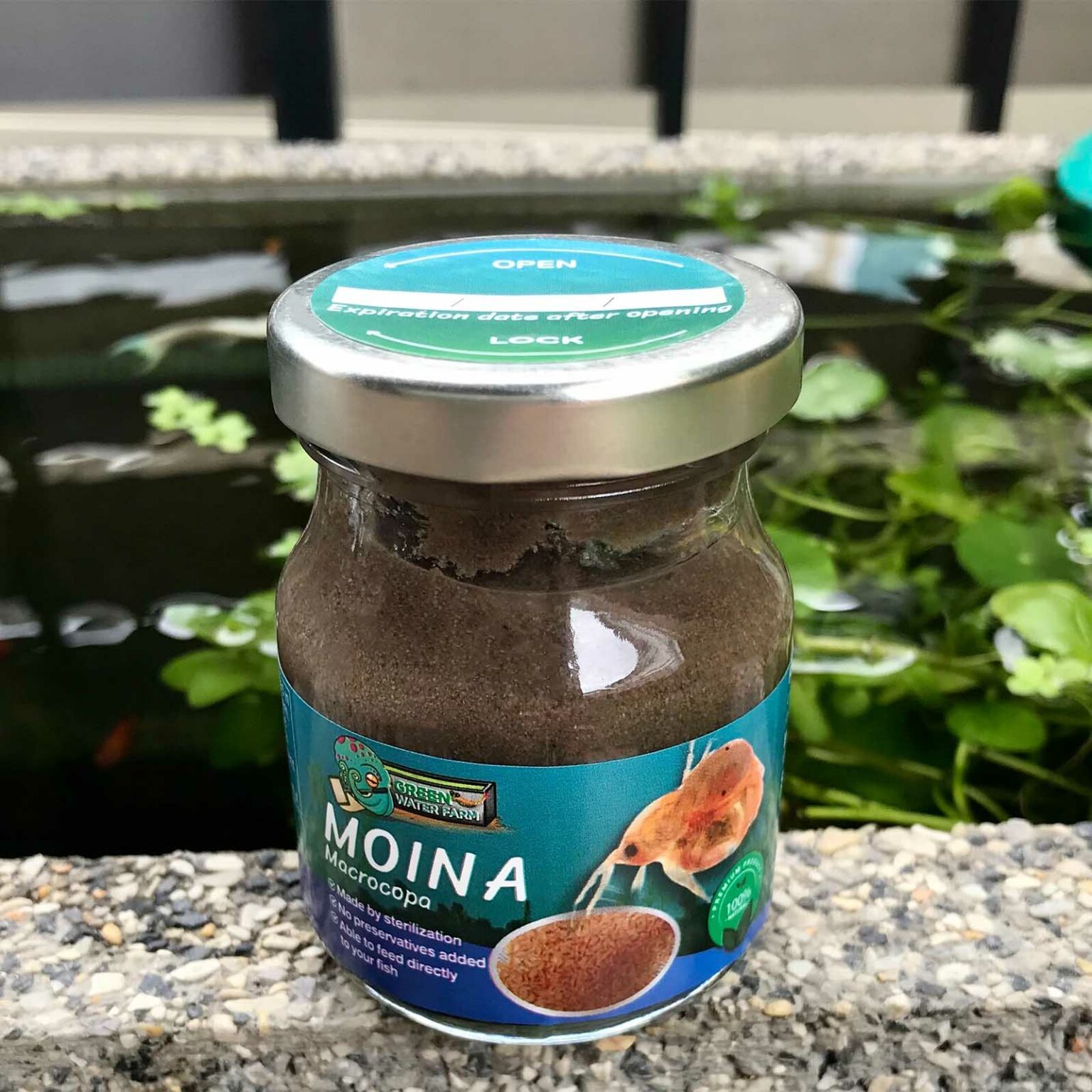 Moina Macrocopa Sterilized (Water Flea) - GreenWaterFarm